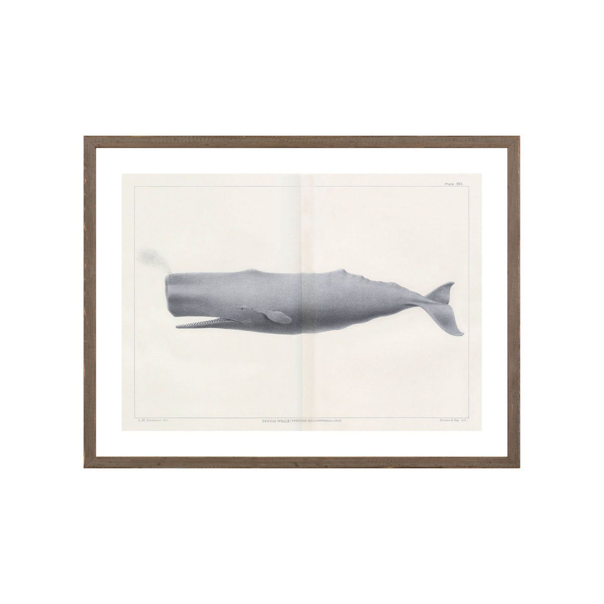 A Whale Tale II | Brooke & Lou